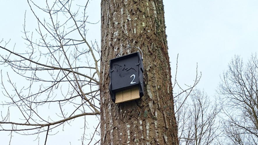 Bournemouth Water installs dozens of bat boxes to improve local environment